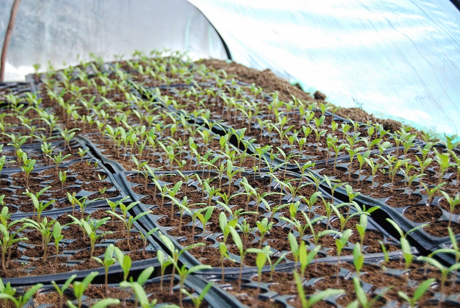 Sera Mea (Cultivarea Plantelor în Seră): Sere și Solarii moderne pentru ...