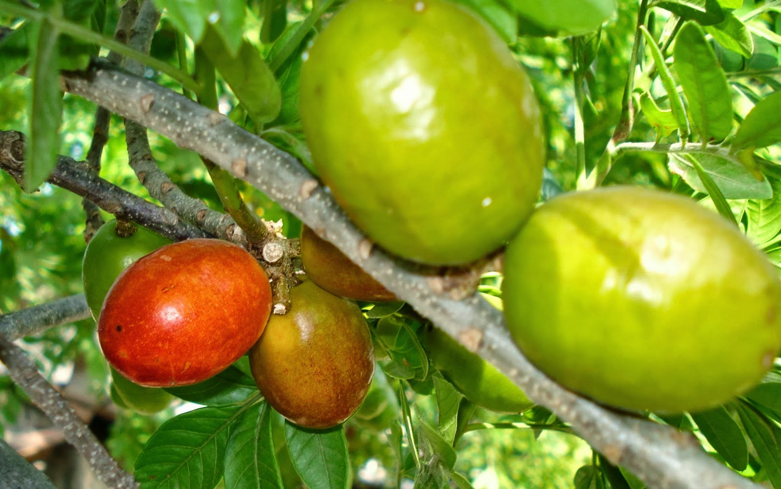 Ciriguela | Seriguela | Fruta