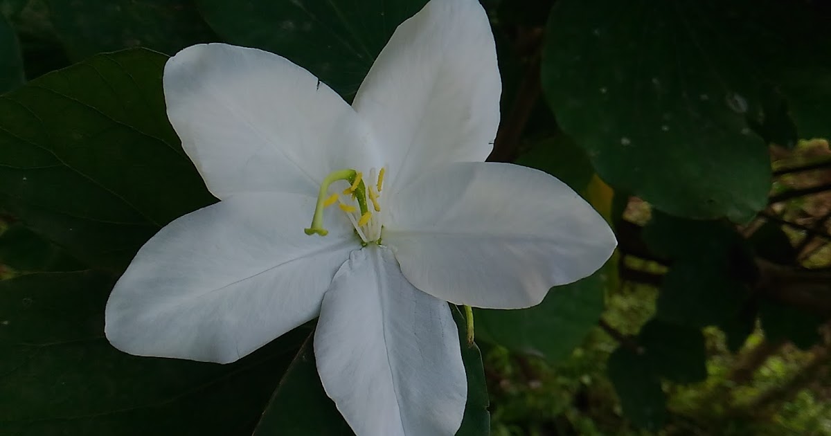 Flowers from My Cam: 40. White Mandarai / Bauhinia Purpurea / White ...