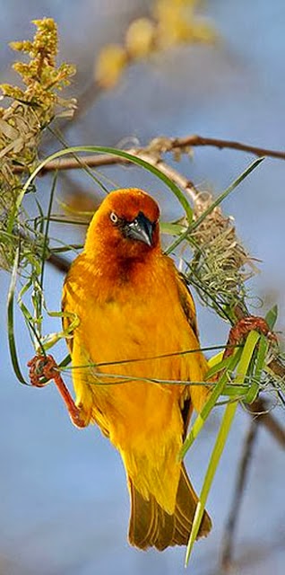 Cape Weaver, South Africa | Birds and Animals Collection