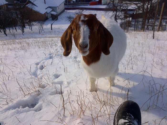 capre boer: rasa carne