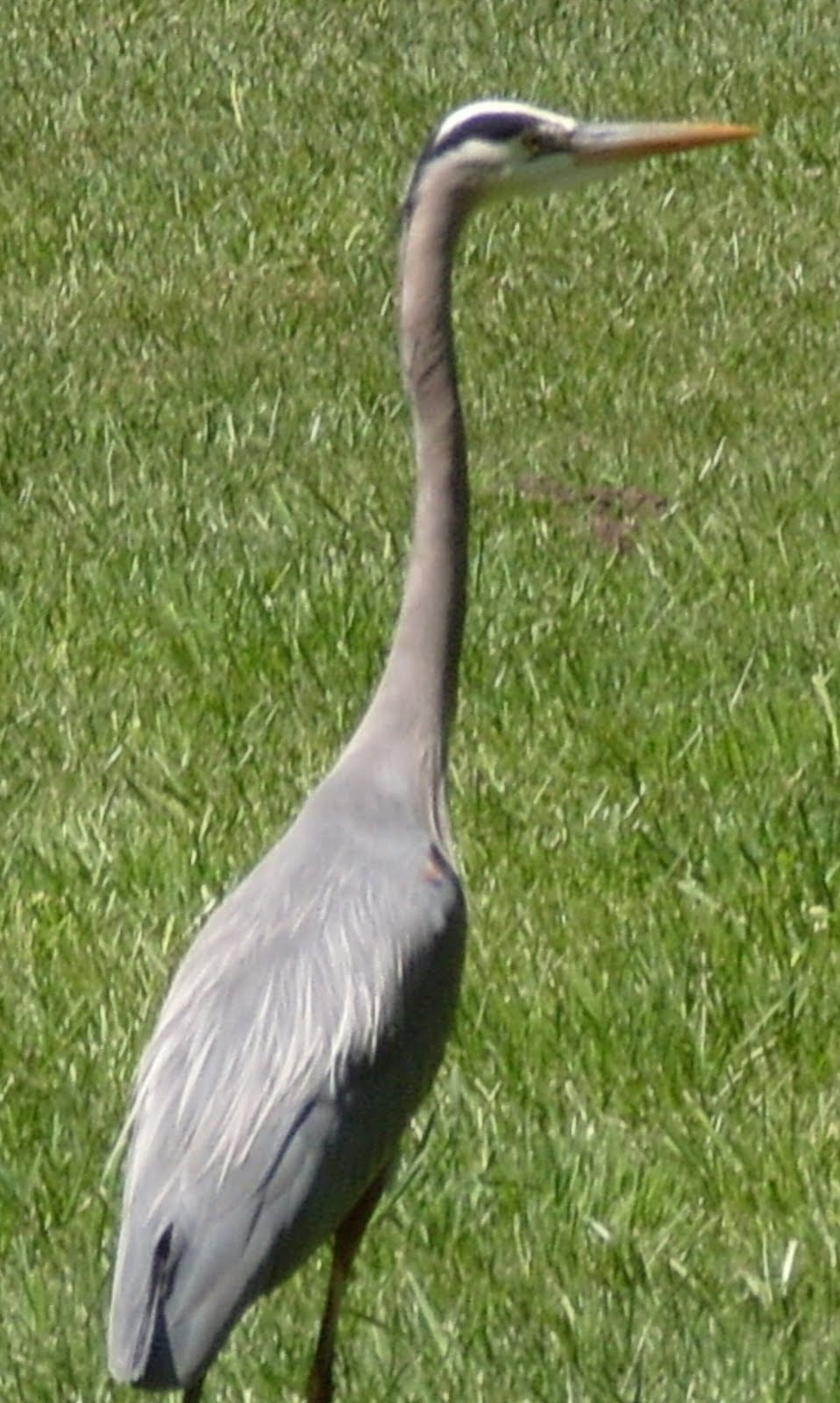 365 Cinderellas: Cinderella #129 Chinye: A West African Cinderella