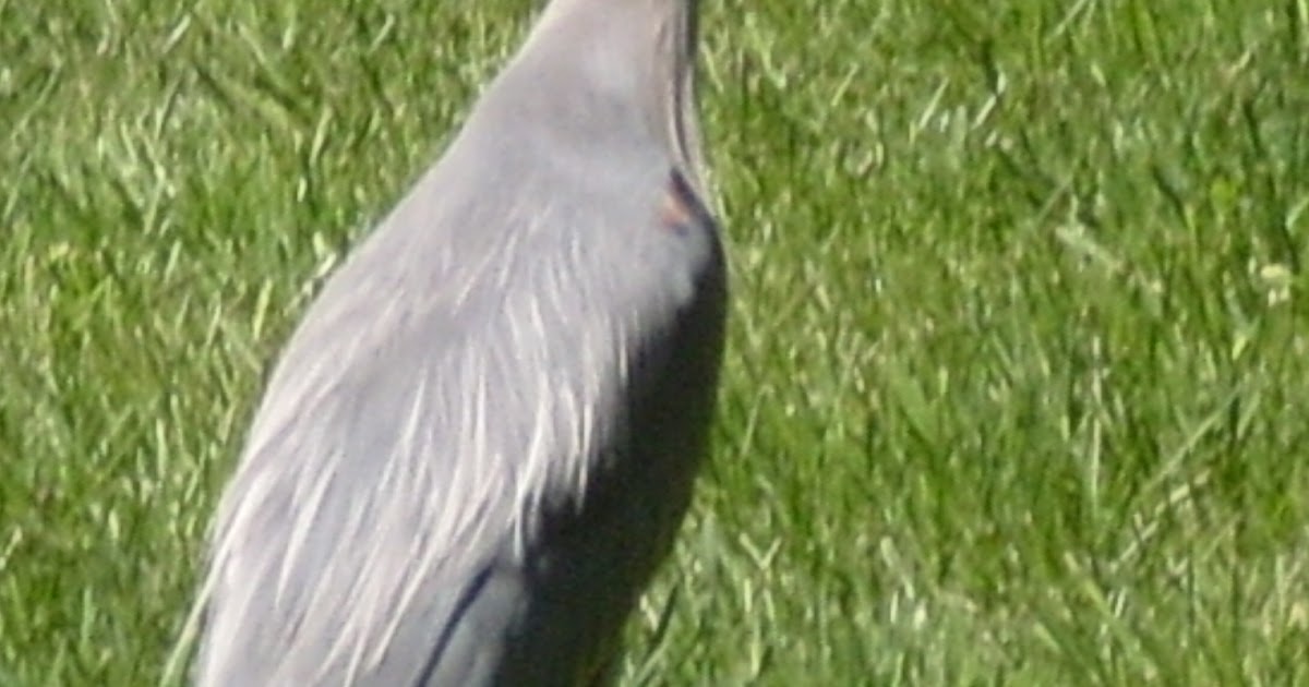 365 Cinderellas: Cinderella #129 Chinye: A West African Cinderella