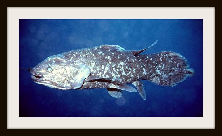 TOP 10 : LOS CRIPTIDOS MAS FAMOSOS | Lo mejor de lo mejor