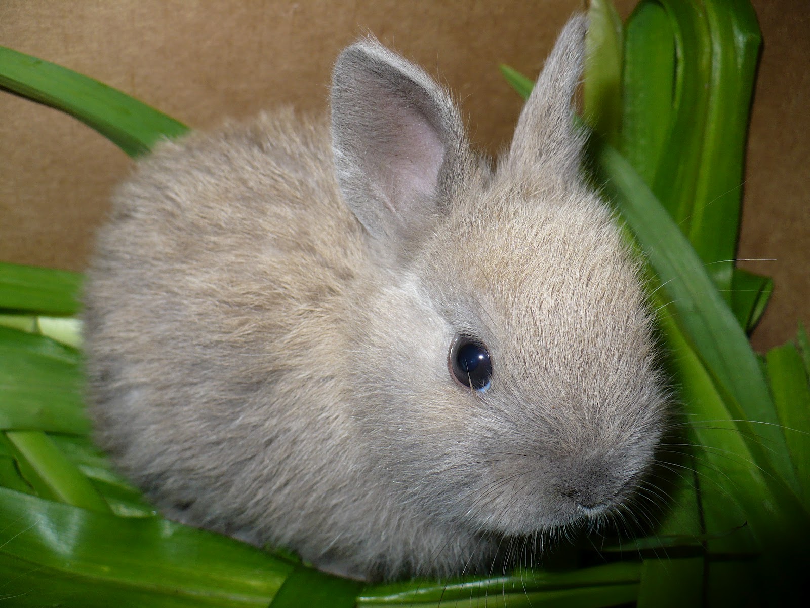 Psychotherapeute: Aidez Lapinou