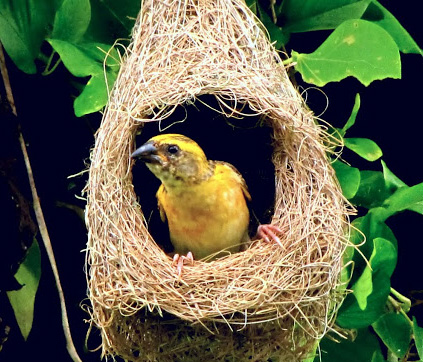 Burung Manyar | Arena Burung