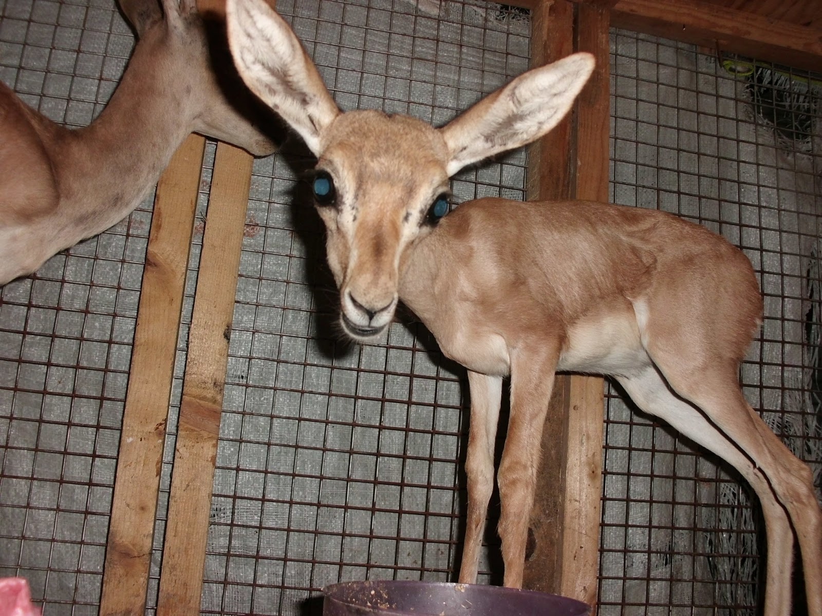 Chinkara Deer ~ ABDUL BASIT AND DANISH KAKAR BIRDS SHOP