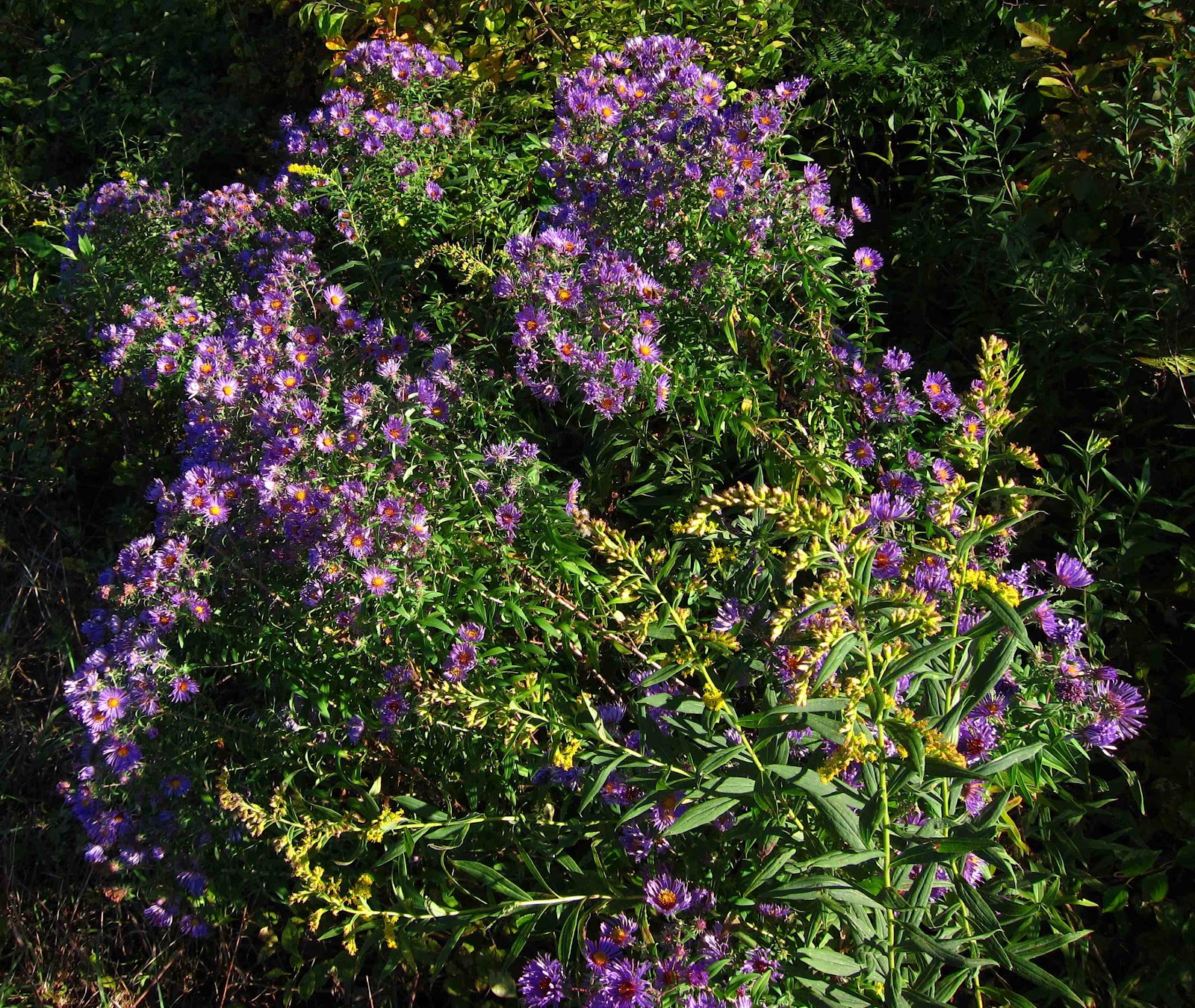 Saratoga woods and waterways: Stalking the Zig-zag Aster