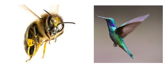 Apiary vs. Aviary: Learn them Easily - Make Your English Easy