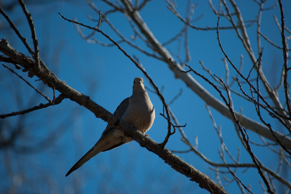 Dove hunting tips: How to make the five toughest shots in the dove field.