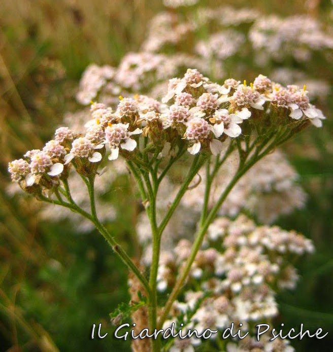 Il Giardino di Psiche: Achillea