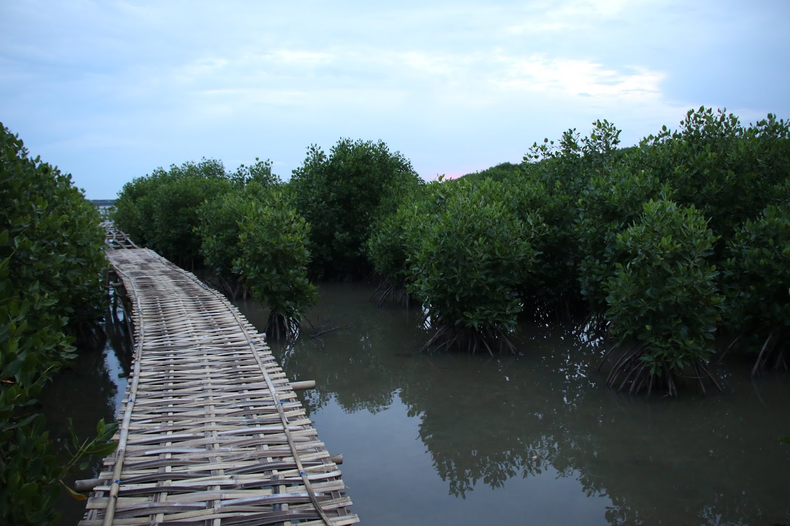 Hutan Mangrove Pantai Tiris Indramayu