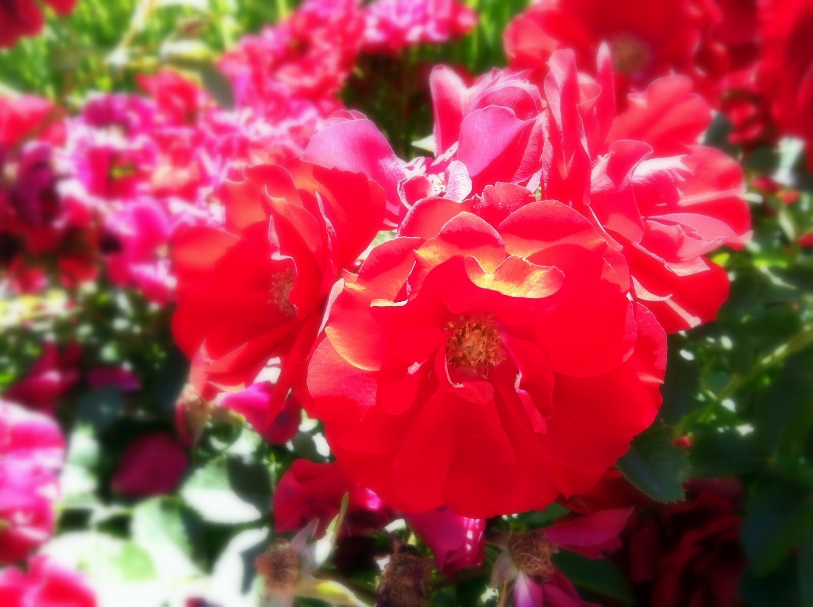 B R E C K O N L A N D D E S I G N: Focus on plants - Chateau Merlot ...