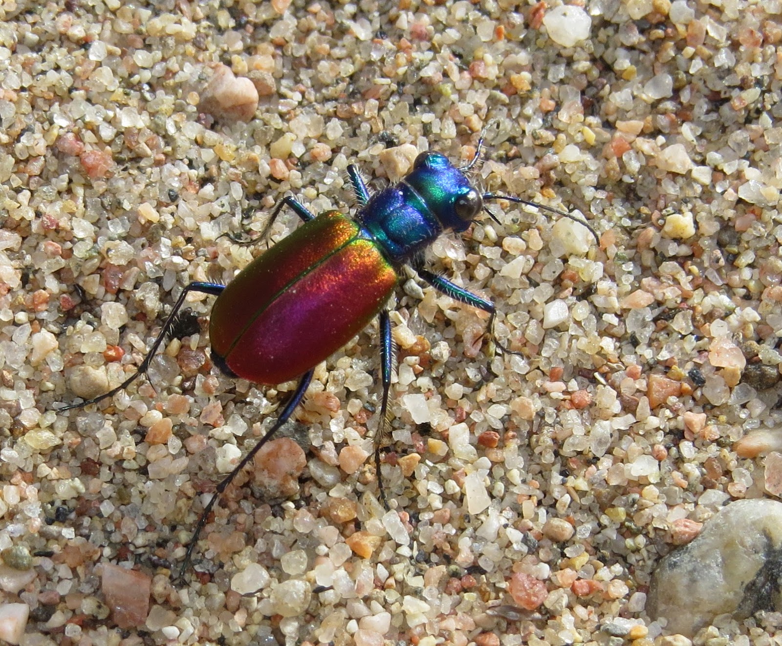 Bug Eric: Springtime Tiger Beetles
