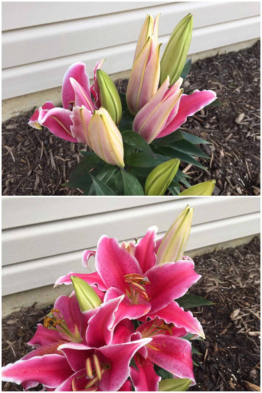 Best iPhone Before and After Photo App with Transparent Image Overlay ...