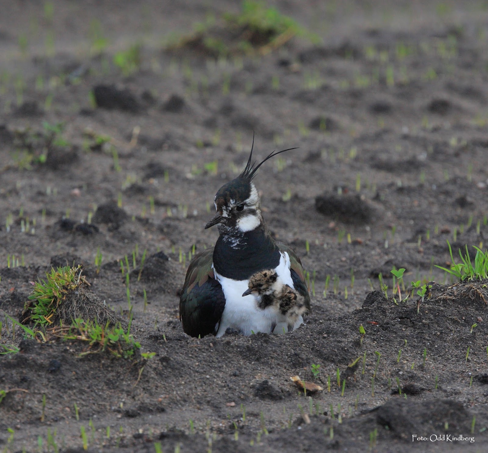 BioFoto Sørlandet: Har du sett Vipa?
