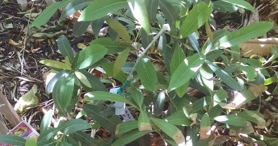 Desert Valley Orchard: Java Plum Seedling