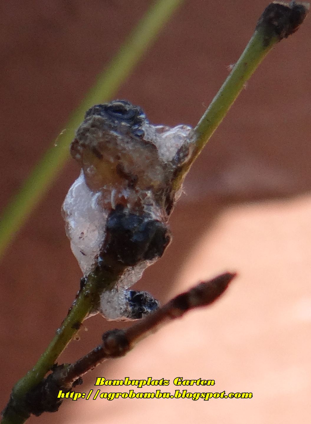 Agrobambu/Bambuplatz Garten: INSETOS DO BAMBU - BAMBOO INSECTS