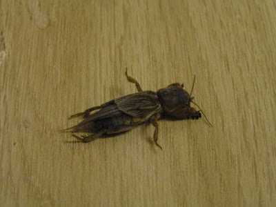 Molkrieke – Roekeloos.co.za