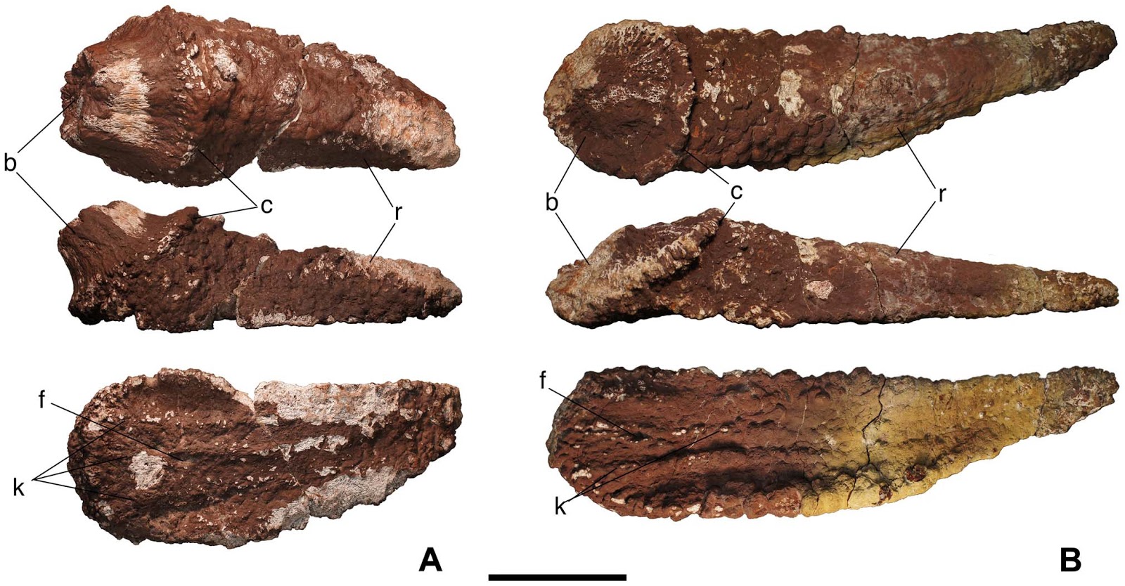 Equatorial Minnesota: Titanosaur osteoderms: characteristics