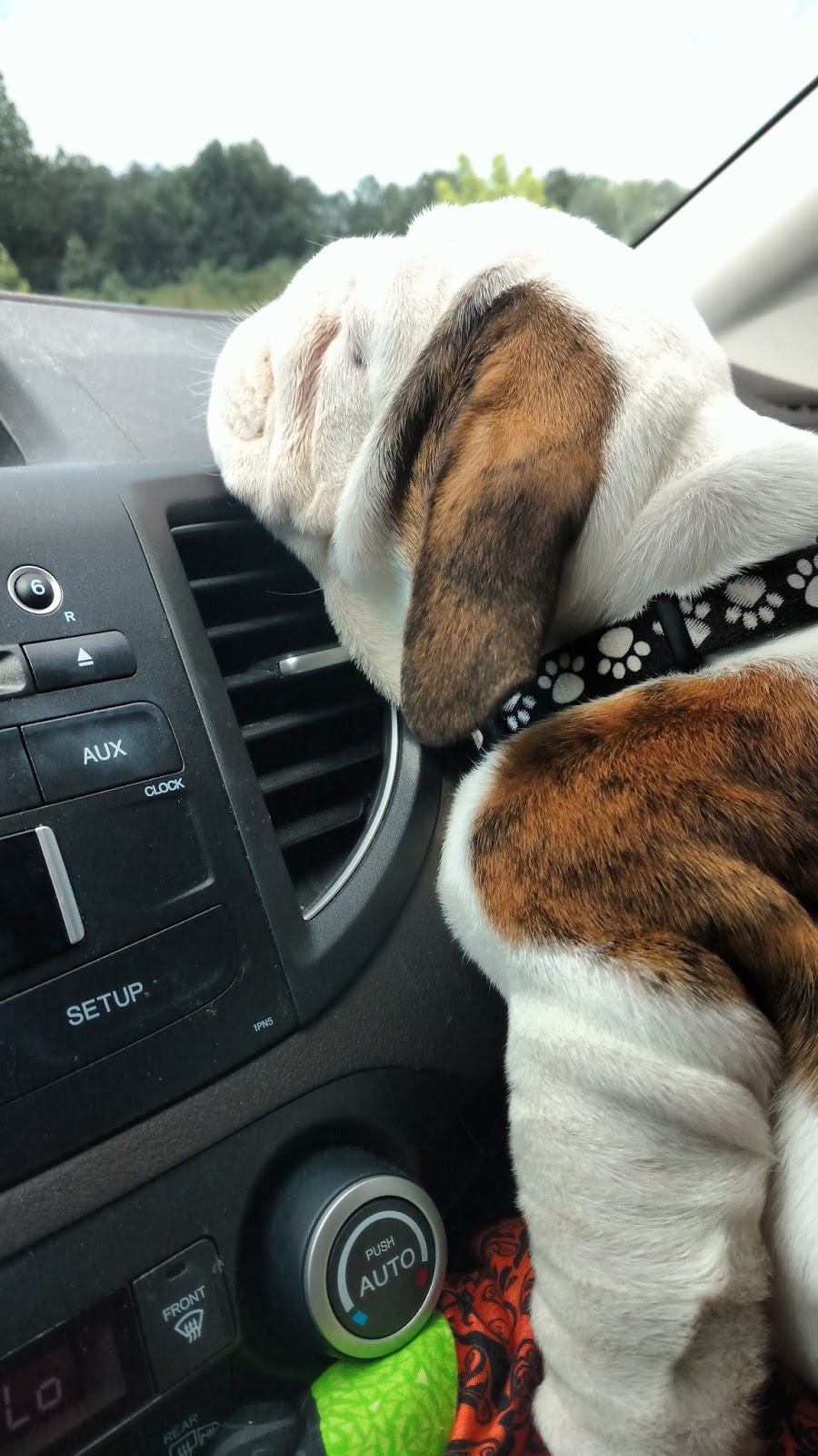 A Vet's Guide To Life: Gimli's Guide To Bulldogs: Easily Overheated