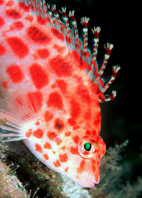 BIENVENUE SUR UNIVERS: LES YEUX DE LA MER