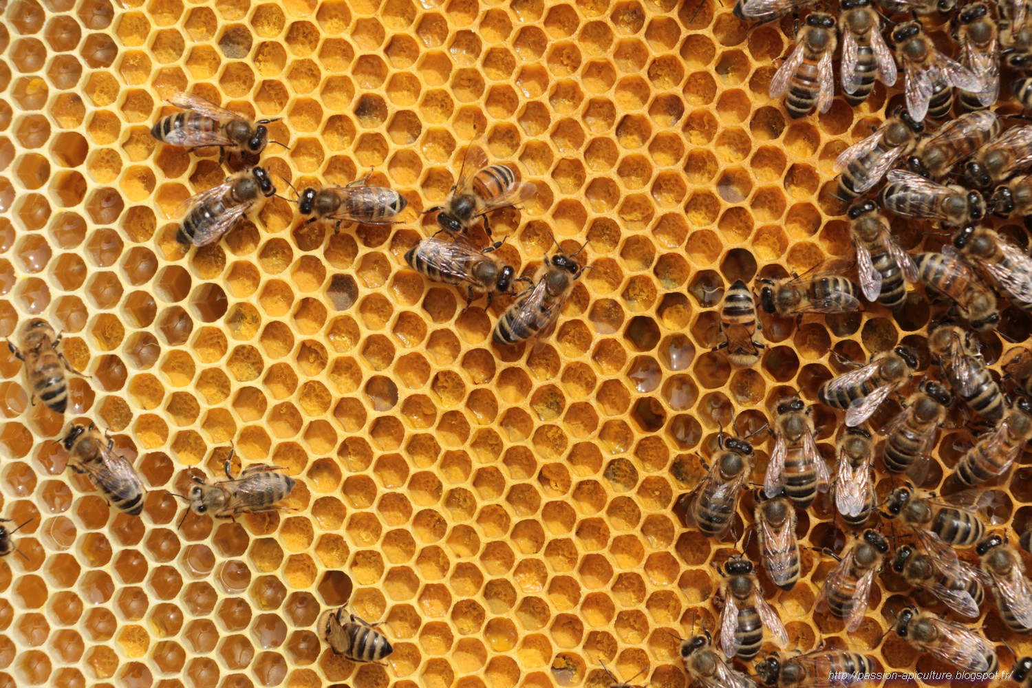Passion-Apiculture. Le blog de l'Abeille Pat: La récolteuse de propolis