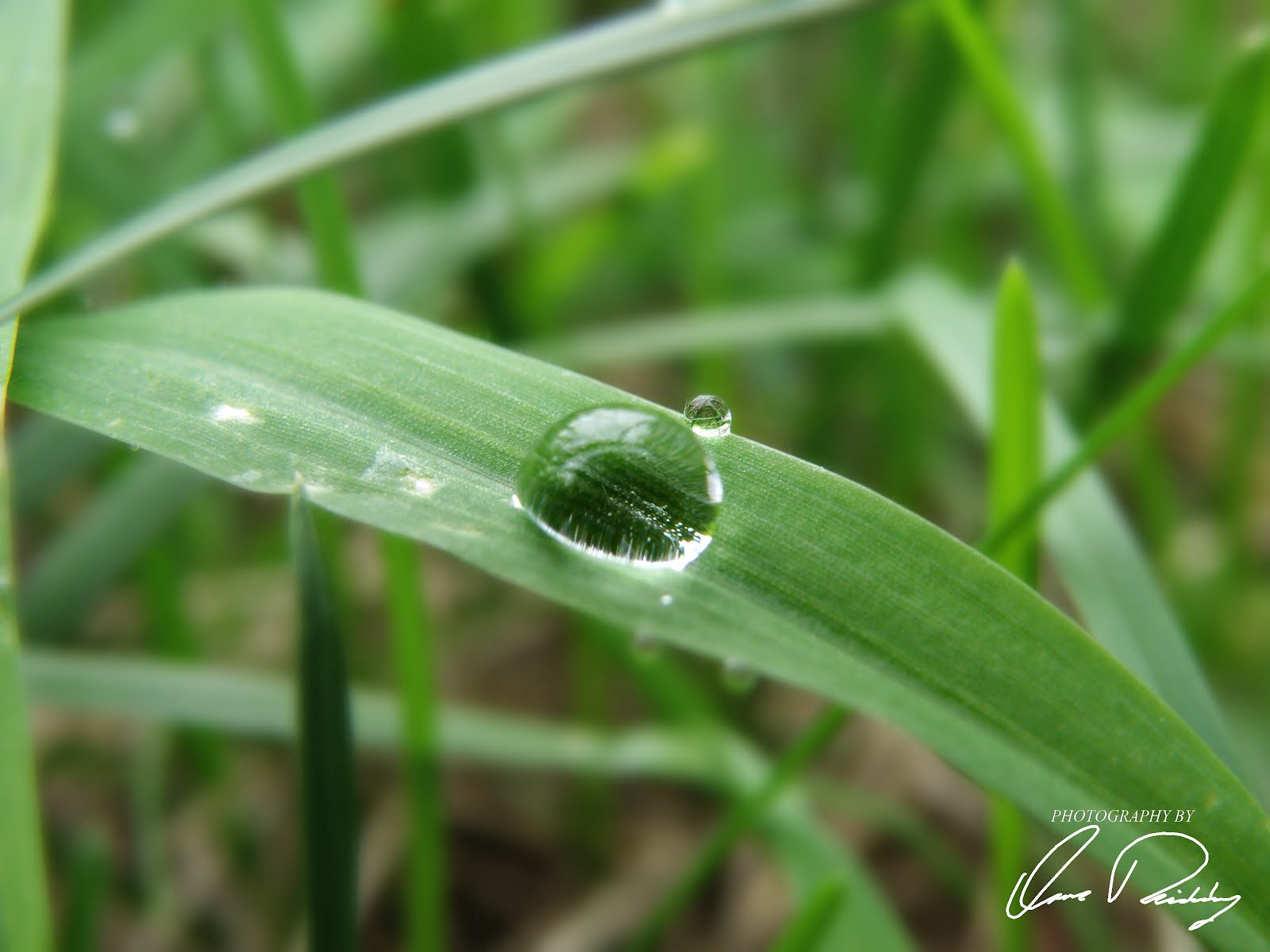 Photography by Issaac Rickenberg: RainDrops