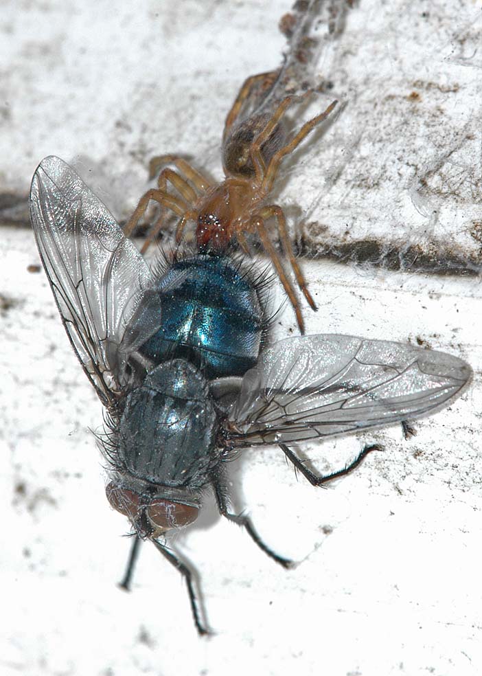 CABINET OF CURIOSITIES: The Spider and the Fly