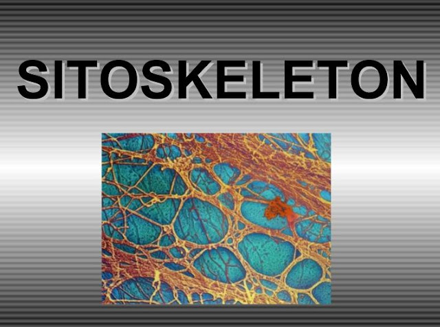 Pengertian Sitoskeleton