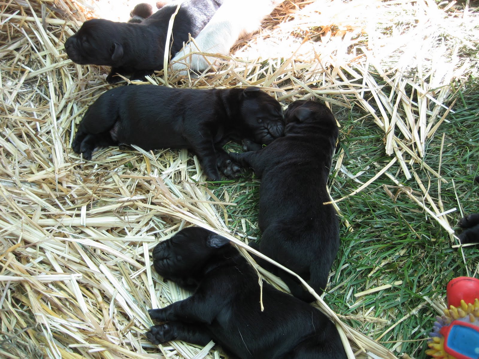 Abby's English Labrador Puppies: Newborn puppies!