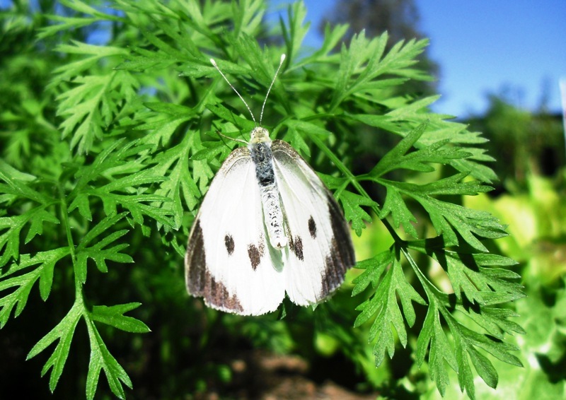El huerto del Lopez: EL GUSANO DE LA COL