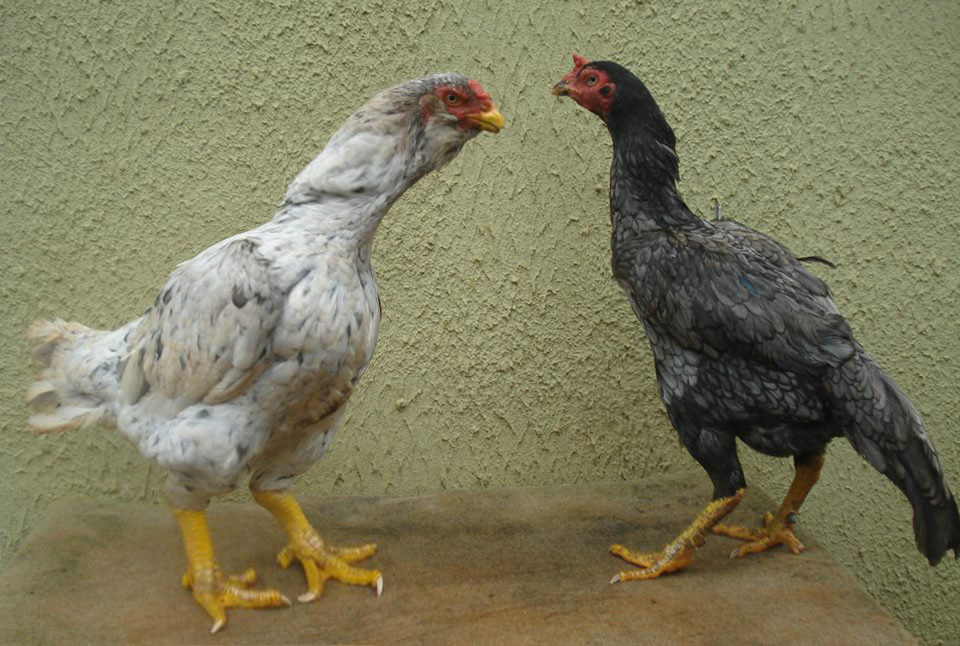 GALOS COMBATENTES, GALOS DE RINHA, RINHA DE GALOS, MATERIAIS PARA ...