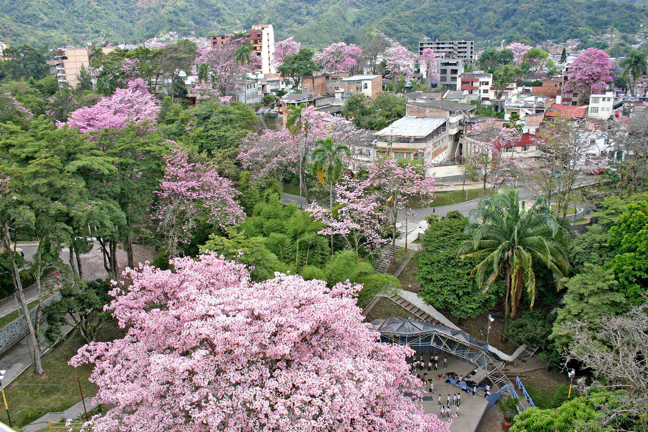 NAÇÃO LUSITANA: IBAGUÉ