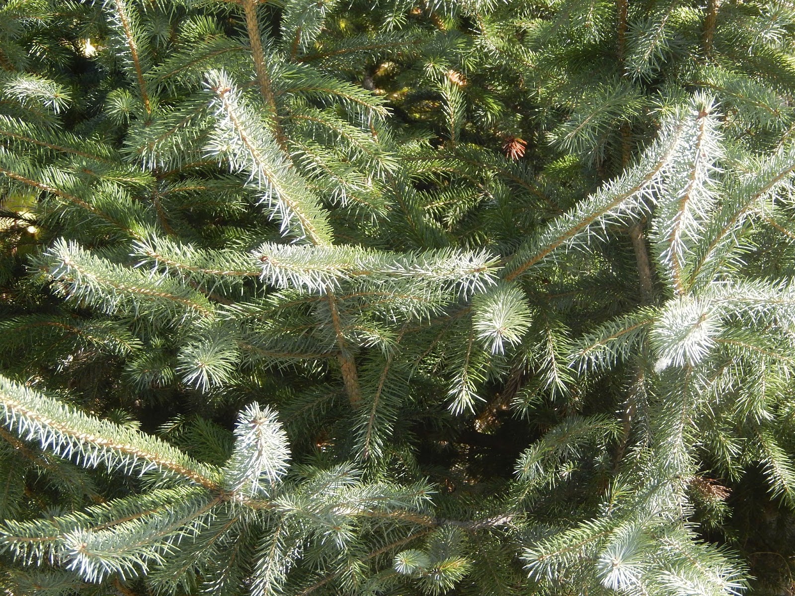 Powell River Books Blog: Coastal BC Plants: Sitka Spruce