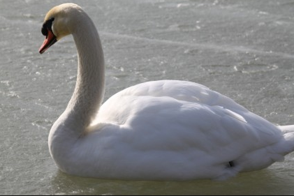 Holy Bird Swan Importance in Spirituality | Adhyatam mein Hans Pakshi ...