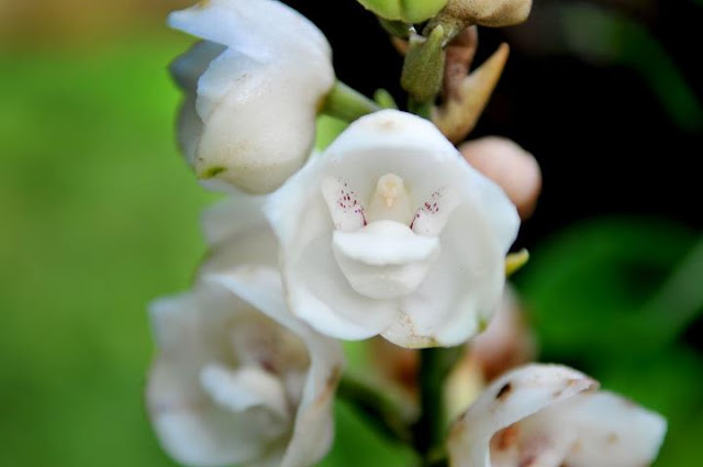 Panama Tourism and Travel: Flower of the Holy Spirit