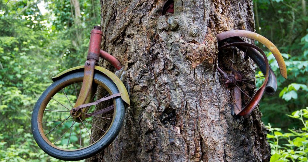 Vashon Island Bike Tree: The True Story Behind “a Boy Left His Bike ...