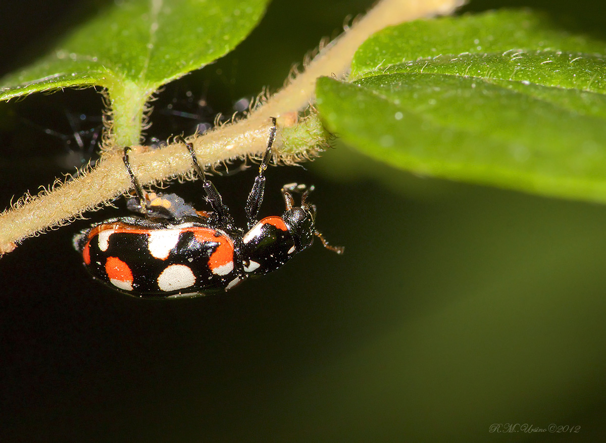 Descubriendo Artrópodos