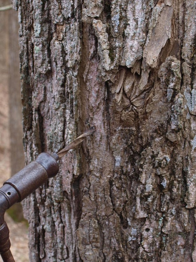 Ohio Thoughts: Sugaring or Tapping Maple Trees