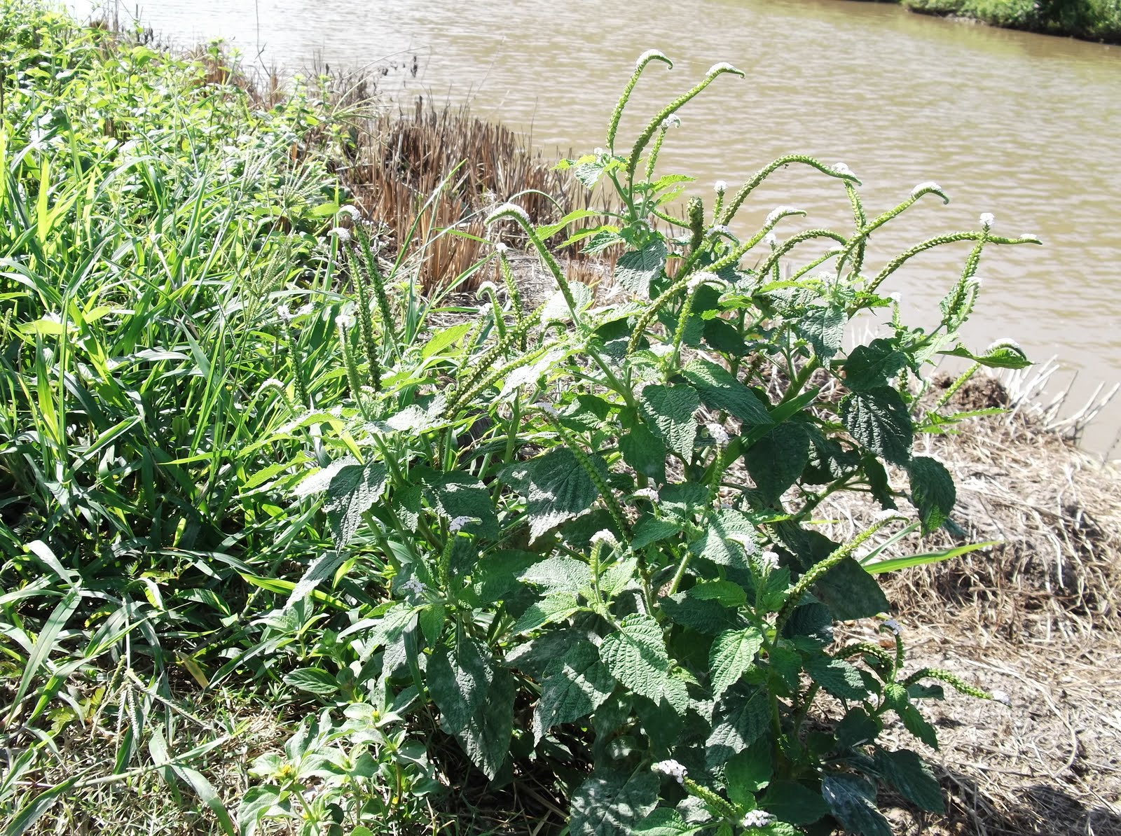 PELITA KABAD: RUMPAI DAUN LEBAR (Sambungan)