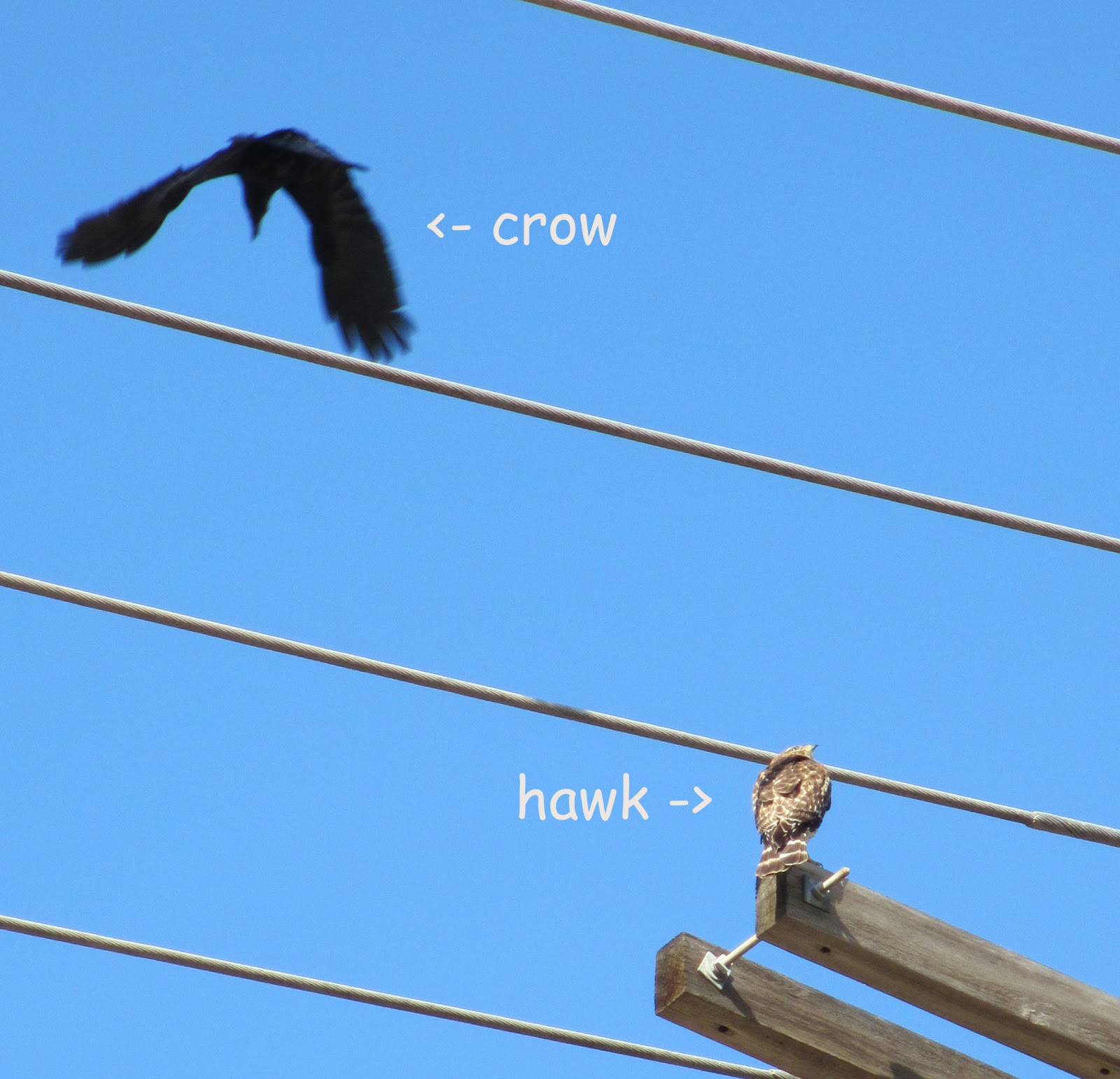 The Homeschool Voyager: Bird Counting Practice