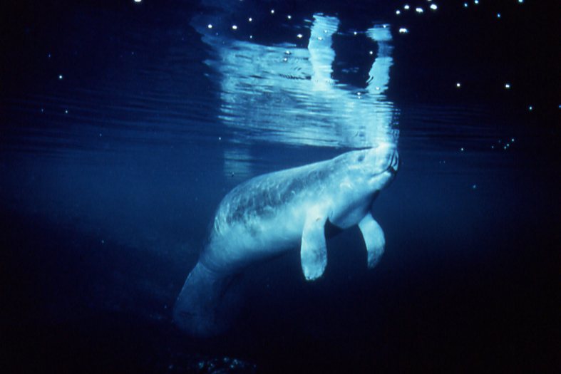 Field Biology in Southeastern Ohio: Florida Manatees