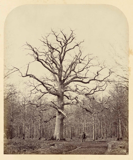 Spencer Alley: Photographs of 19th-century Trees