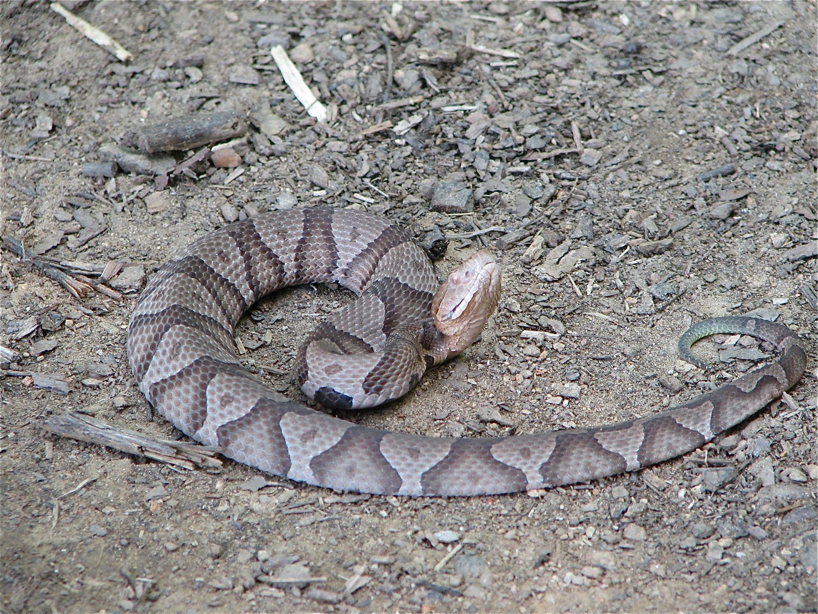 The Contented Naturalist: Rainbow Before the Storm