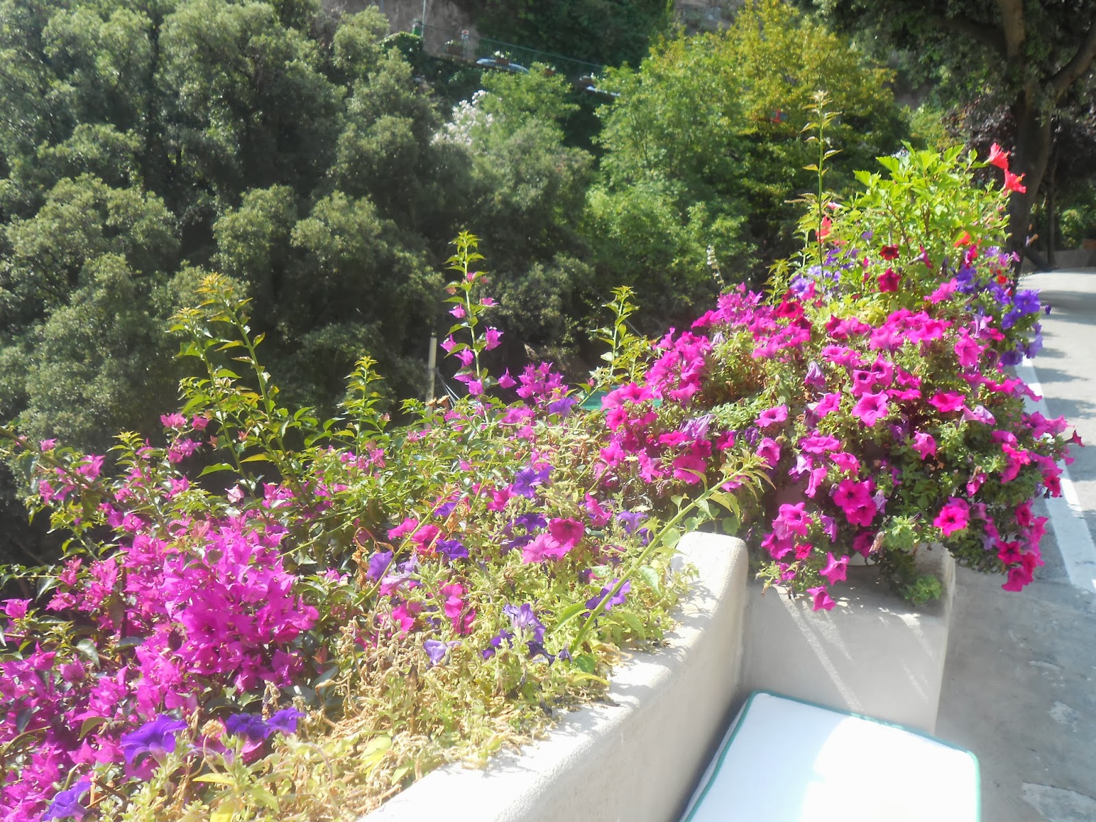 A Garden in Positano: Positano purple selection: Favorite summer flower ...