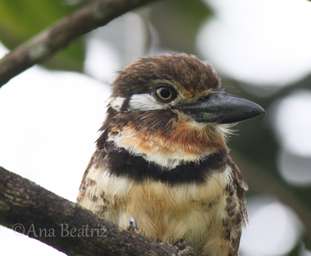 Aventura fotográfica: Bobito punteado, Coludo, Tol o Buco bobito ...