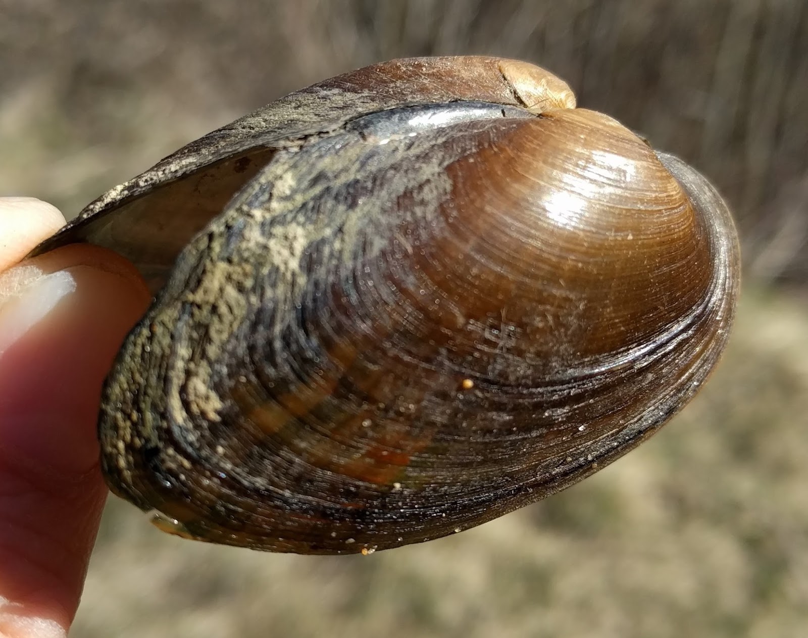 Ontario Field Biology: Show me your mussels!