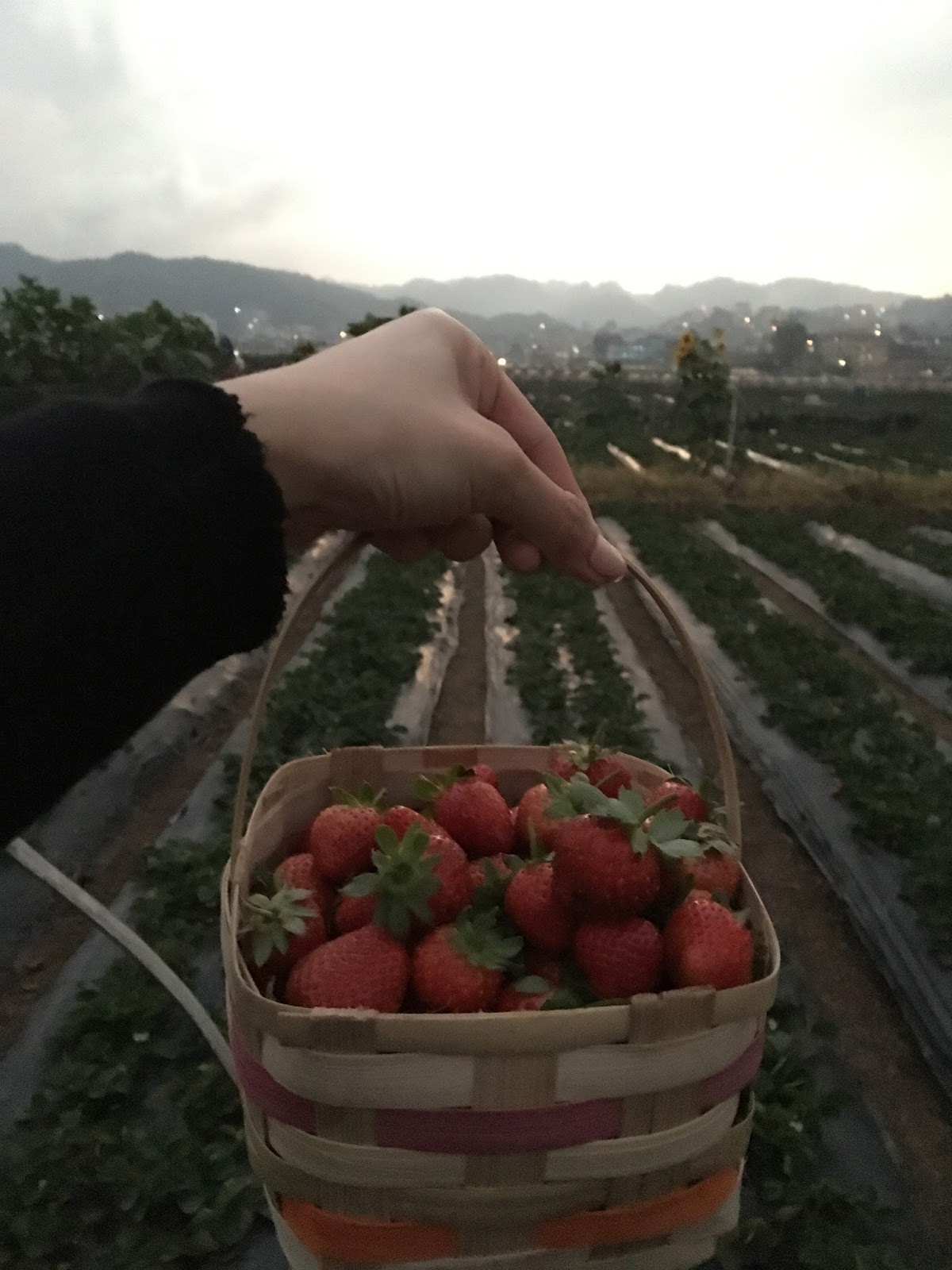 The Bandwagon Chic: Strawberry Picking Experience in Benguet + Foods to ...