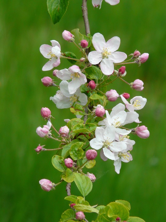 Garden Therapy: Apple blossom Flower